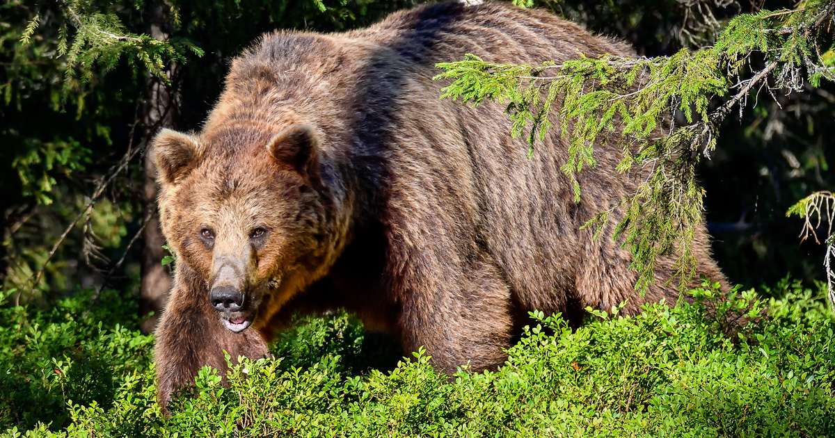 Hunter Kills Grizzly Bear As Third Bruin In Recent Weeks Is Shot In ...